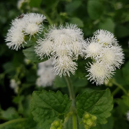 CHUXAY GARDEN 100 Seeds White Ageratum Houstonianum,Flossflower,Bluemink,Blueweed,Pussy Foot,Mexican Paintbrush Rare White Flowers Hardy Bear Ear Plant Easy to Grow & Maintain