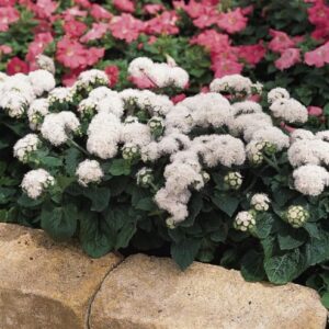 CHUXAY GARDEN 100 Seeds White Ageratum Houstonianum,Flossflower,Bluemink,Blueweed,Pussy Foot,Mexican Paintbrush Rare White Flowers Hardy Bear Ear Plant Easy to Grow & Maintain