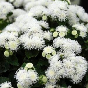 CHUXAY GARDEN 100 Seeds White Ageratum Houstonianum,Flossflower,Bluemink,Blueweed,Pussy Foot,Mexican Paintbrush Rare White Flowers Hardy Bear Ear Plant Easy to Grow & Maintain