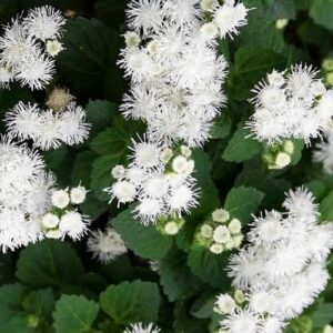 CHUXAY GARDEN 100 Seeds White Ageratum Houstonianum,Flossflower,Bluemink,Blueweed,Pussy Foot,Mexican Paintbrush Rare White Flowers Hardy Bear Ear Plant Easy to Grow & Maintain