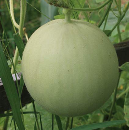 "Green Flesh" Honeydew Seeds for Planting, 50+ Heirloom Seeds Per Packet, (Isla's Garden Seeds), Non GMO Seeds, Botanical Name: Cucumis melo, Great Home Garden Gift