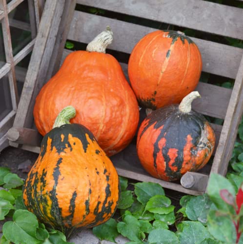 CHUXAY GARDEN Lakota Squash Seed 40 Seeds Delicious Winter Squash Beautiful Vegetable Popular for Baking Easy Grow