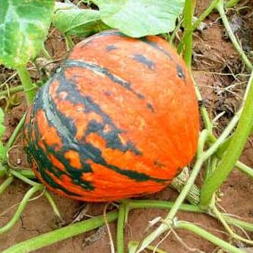 CHUXAY GARDEN Lakota Squash Seed 40 Seeds Delicious Winter Squash Beautiful Vegetable Popular for Baking Easy Grow