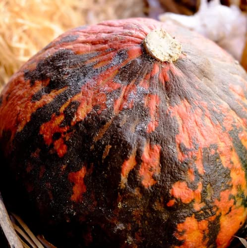 CHUXAY GARDEN Lakota Squash Seed 40 Seeds Delicious Winter Squash Beautiful Vegetable Popular for Baking Easy Grow