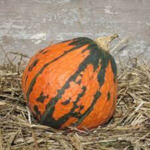 CHUXAY GARDEN Lakota Squash Seed 40 Seeds Delicious Winter Squash Beautiful Vegetable Popular for Baking Easy Grow