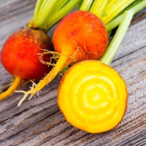 Golden Detroit Beet Seeds for Planting, 100+ Heirloom Seeds Per Packet, (Isla's Garden Seeds), Non GMO Seeds, Botanical Name: Beta vulgaris, Great Home Garden Gift