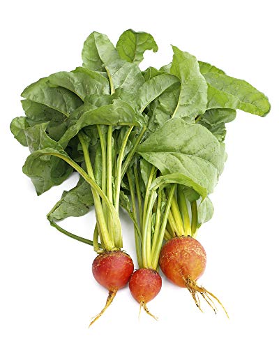 Golden Detroit Beet Seeds for Planting, 100+ Heirloom Seeds Per Packet, (Isla's Garden Seeds), Non GMO Seeds, Botanical Name: Beta vulgaris, Great Home Garden Gift