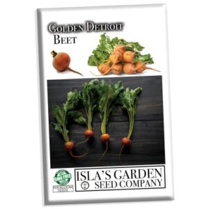 Golden Detroit Beet Seeds for Planting, 100+ Heirloom Seeds Per Packet, (Isla's Garden Seeds), Non GMO Seeds, Botanical Name: Beta vulgaris, Great Home Garden Gift