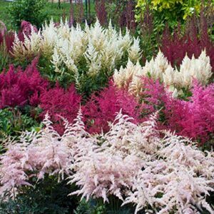 outsidepride astilbe arendsii bunter garden flower plant seed – 2000 seeds