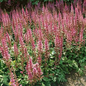 Outsidepride Astilbe Chinensis Pumila Garden Flower Plant Seed - 1000 Seeds