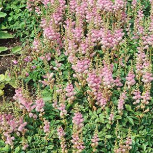 Outsidepride Astilbe Chinensis Pumila Garden Flower Plant Seed - 1000 Seeds