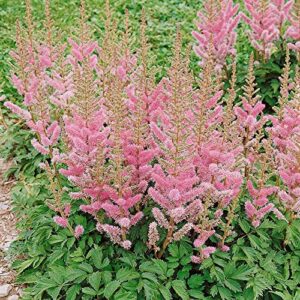 Outsidepride Astilbe Chinensis Pumila Garden Flower Plant Seed - 1000 Seeds