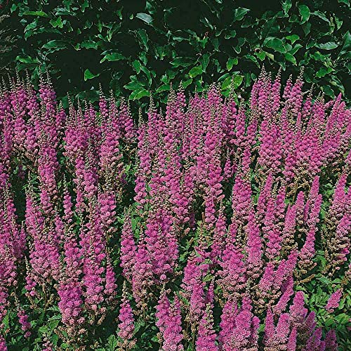 Outsidepride Astilbe Chinensis Pumila Garden Flower Plant Seed - 1000 Seeds