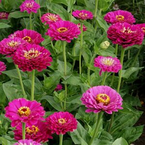 outsidepride zinnia elegans dahlia purple heat & drought tolerant garden cut flowers – 1000 seeds