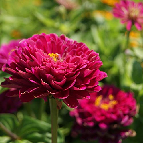 Outsidepride Zinnia Elegans Dahlia Purple Heat & Drought Tolerant Garden Cut Flowers - 1000 Seeds