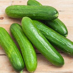 spacemaster 80 cucumber seeds – 50 count seed pack – non-gmo – produces large numbers of flavorful, full-sized slicing cucumbers perfect for the small garden. – country creek llc