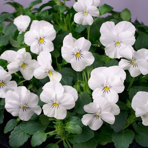 Outsidepride Viola White Perfection Garden Flowers for Containers, Hanging Baskets, & Window Boxes - 1000 Seeds