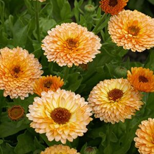 outsidepride calendula officinalis pink surprise pot marigold garden flower seed – 2000 seeds