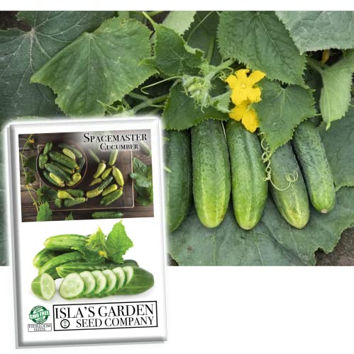 Spacemaster Cucumber Seeds, 100+ Heirloom Seeds Per Packet, (Isla's Garden Seeds), Non GMO Seeds, Botanical Name: Cucumis sativus, 85% Germination Rates