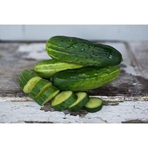 Spacemaster Cucumber Seeds, 100+ Heirloom Seeds Per Packet, (Isla's Garden Seeds), Non GMO Seeds, Botanical Name: Cucumis sativus, 85% Germination Rates