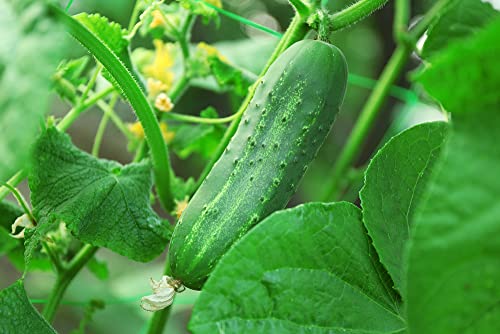 Spacemaster Cucumber Seeds, 100+ Heirloom Seeds Per Packet, (Isla's Garden Seeds), Non GMO Seeds, Botanical Name: Cucumis sativus, 85% Germination Rates