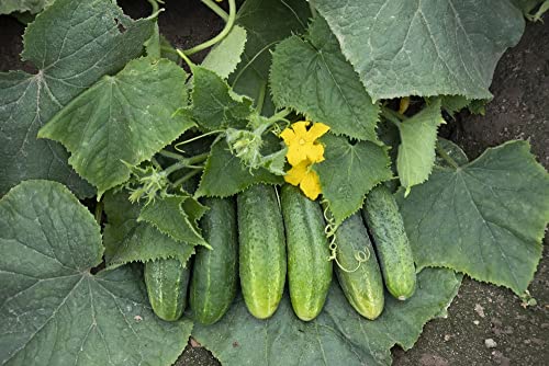 Spacemaster Cucumber Seeds, 100+ Heirloom Seeds Per Packet, (Isla's Garden Seeds), Non GMO Seeds, Botanical Name: Cucumis sativus, 85% Germination Rates