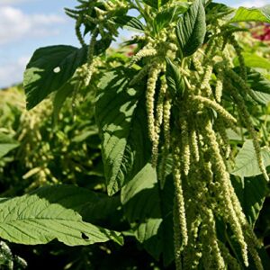 outsidepride amaranthus green love lies bleeding garden foliage plant bush seeds – 5000 seeds