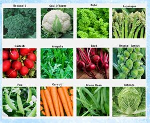 premium winter vegetable seeds for planting organic non-gmo heirloom seeds 12 varieties: radish, pea, broccoli, beet, carrot, cauliflower, green bean, kale, arugula, cabbage, asparagus, brussel sprout