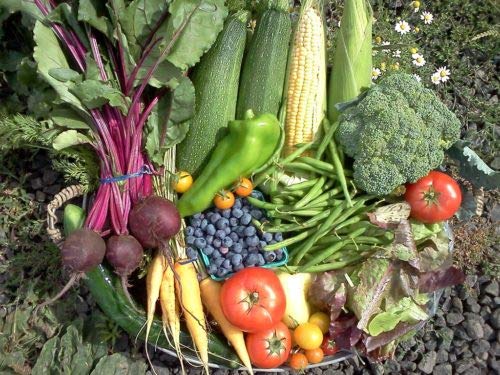 Premium Winter Vegetable Seeds for Planting Organic Non-GMO Heirloom Seeds 12 Varieties: Radish, Pea, Broccoli, Beet, Carrot, Cauliflower, Green Bean, Kale, Arugula, Cabbage, Asparagus, Brussel Sprout