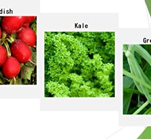 Premium Winter Vegetable Seeds for Planting Organic Non-GMO Heirloom Seeds 12 Varieties: Radish, Pea, Broccoli, Beet, Carrot, Cauliflower, Green Bean, Kale, Arugula, Cabbage, Asparagus, Brussel Sprout