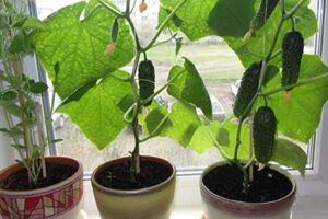 seeds cucumber indoor f1 room early self-pollinated pickling vegetable for planting heirloom non gmo