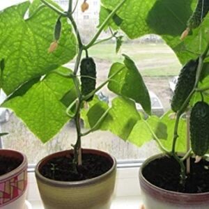 Seeds Cucumber Indoor F1 Room Early Self-pollinated Pickling Vegetable for Planting Heirloom Non GMO