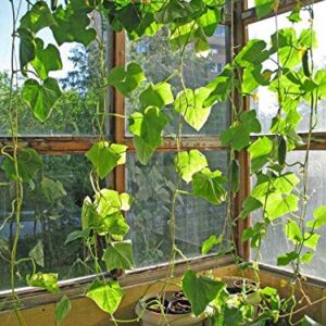 Seeds Cucumber Indoor F1 Room Early Self-pollinated Pickling Vegetable for Planting Heirloom Non GMO