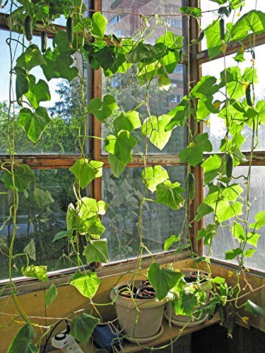 Seeds Cucumber Indoor F1 Room Early Self-pollinated Pickling Vegetable for Planting Heirloom Non GMO