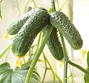 Seeds Cucumber Indoor F1 Room Early Self-pollinated Pickling Vegetable for Planting Heirloom Non GMO