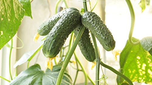 Seeds Cucumber Indoor F1 Room Early Self-pollinated Pickling Vegetable for Planting Heirloom Non GMO