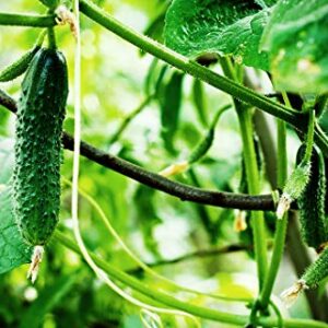 Seeds Cucumber Indoor F1 Room Early Self-pollinated Pickling Vegetable for Planting Heirloom Non GMO