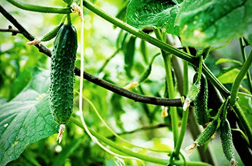 Seeds Cucumber Indoor F1 Room Early Self-pollinated Pickling Vegetable for Planting Heirloom Non GMO