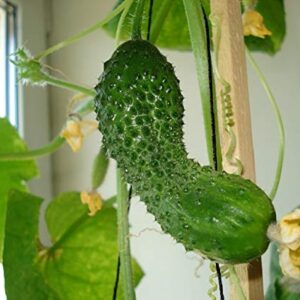 Seeds Cucumber Indoor F1 Room Early Self-pollinated Pickling Vegetable for Planting Heirloom Non GMO