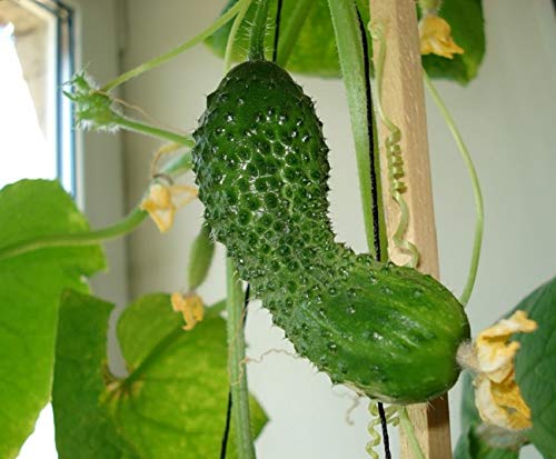 Seeds Cucumber Indoor F1 Room Early Self-pollinated Pickling Vegetable for Planting Heirloom Non GMO