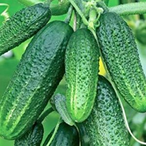 Seeds Cucumber Indoor F1 Room Early Self-pollinated Pickling Vegetable for Planting Heirloom Non GMO