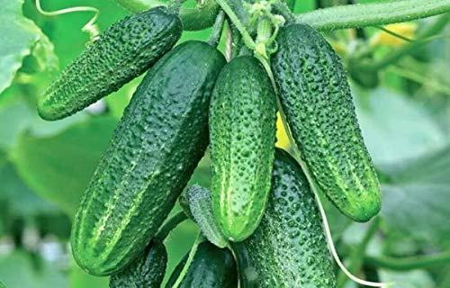 Seeds Cucumber Indoor F1 Room Early Self-pollinated Pickling Vegetable for Planting Heirloom Non GMO