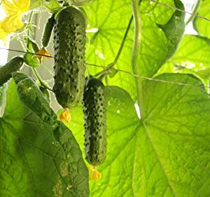 Seeds Cucumber Indoor F1 Room Early Self-pollinated Pickling Vegetable for Planting Heirloom Non GMO