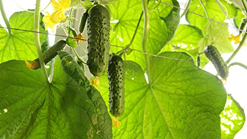 Seeds Cucumber Indoor F1 Room Early Self-pollinated Pickling Vegetable for Planting Heirloom Non GMO