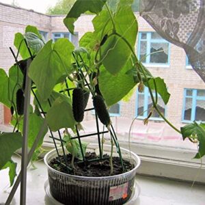 Seeds Cucumber Indoor F1 Room Early Self-pollinated Pickling Vegetable for Planting Heirloom Non GMO