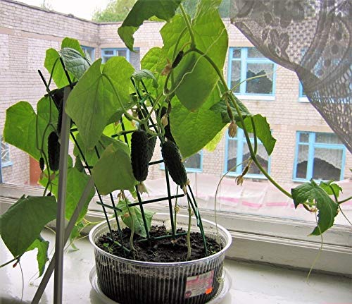 Seeds Cucumber Indoor F1 Room Early Self-pollinated Pickling Vegetable for Planting Heirloom Non GMO