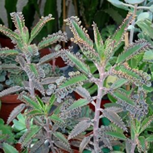 5 Mother of Millions Kalanchoe Plants, Planting Ornaments Perennial Garden Simple to Grow Pots Gifts, 2 Inches in Tall