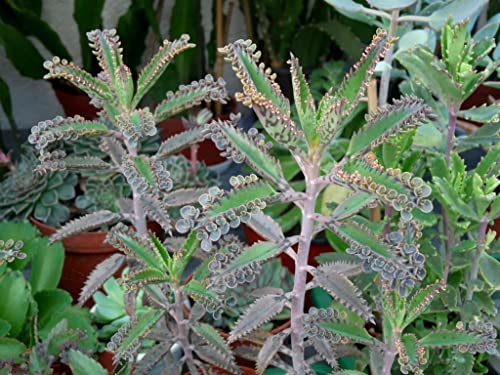 5 Mother of Millions Kalanchoe Plants, Planting Ornaments Perennial Garden Simple to Grow Pots Gifts, 2 Inches in Tall