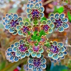 5 Mother of Millions Kalanchoe Plants, Planting Ornaments Perennial Garden Simple to Grow Pots Gifts, 2 Inches in Tall