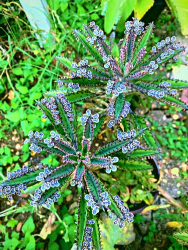 5 Mother of Millions Kalanchoe Plants, Planting Ornaments Perennial Garden Simple to Grow Pots Gifts, 2 Inches in Tall